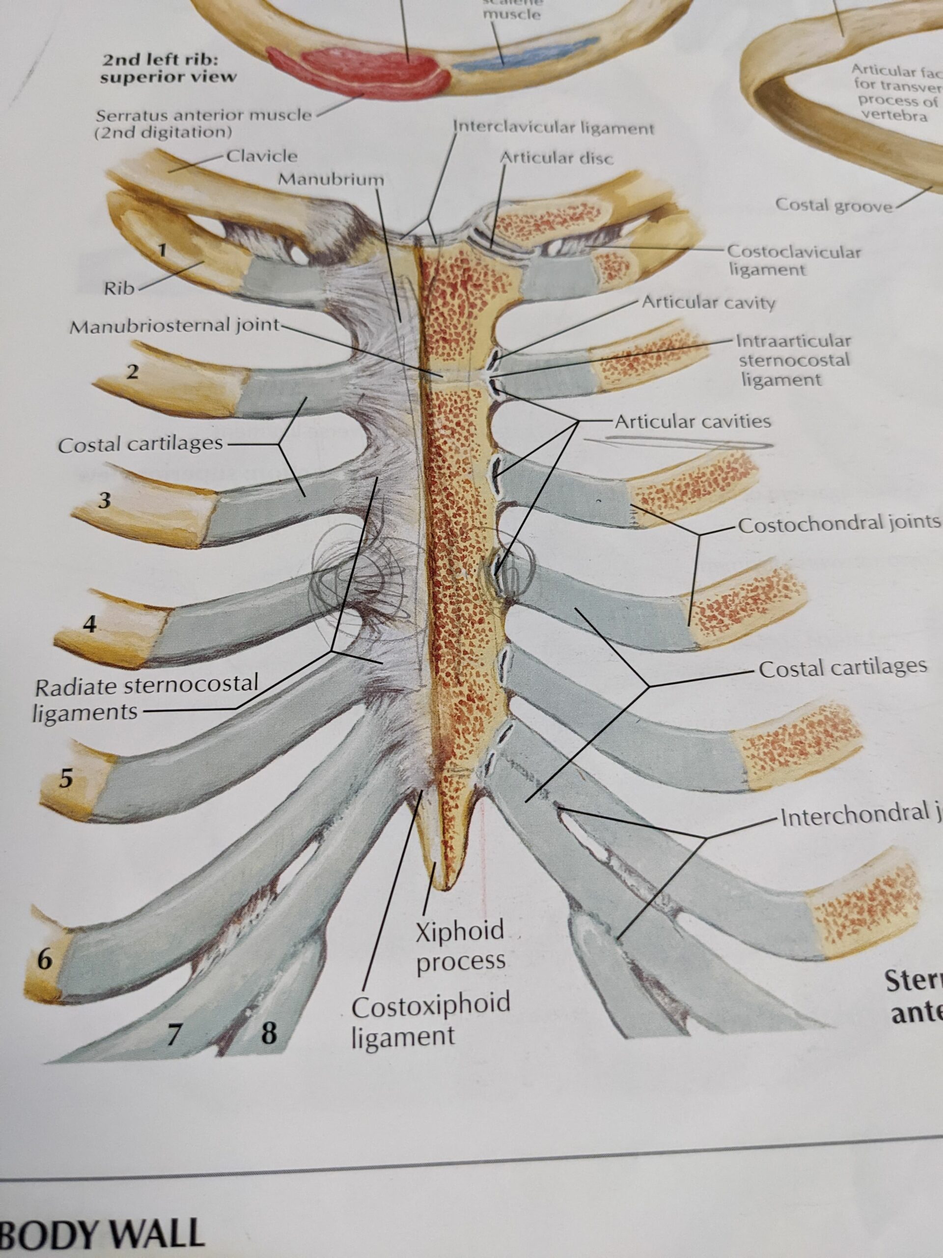 Musculoskeletal Disorders